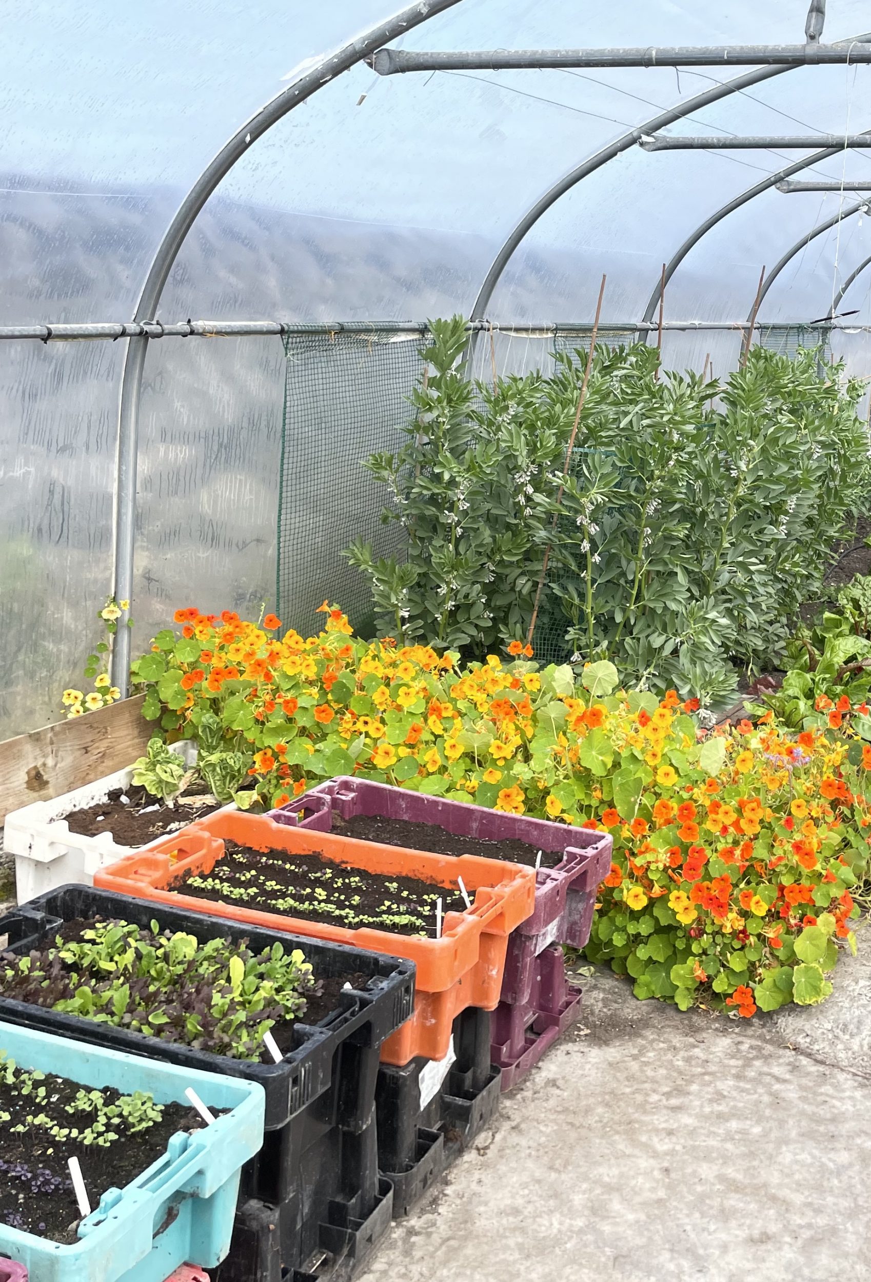 Food - Inis Meáin Island Stays