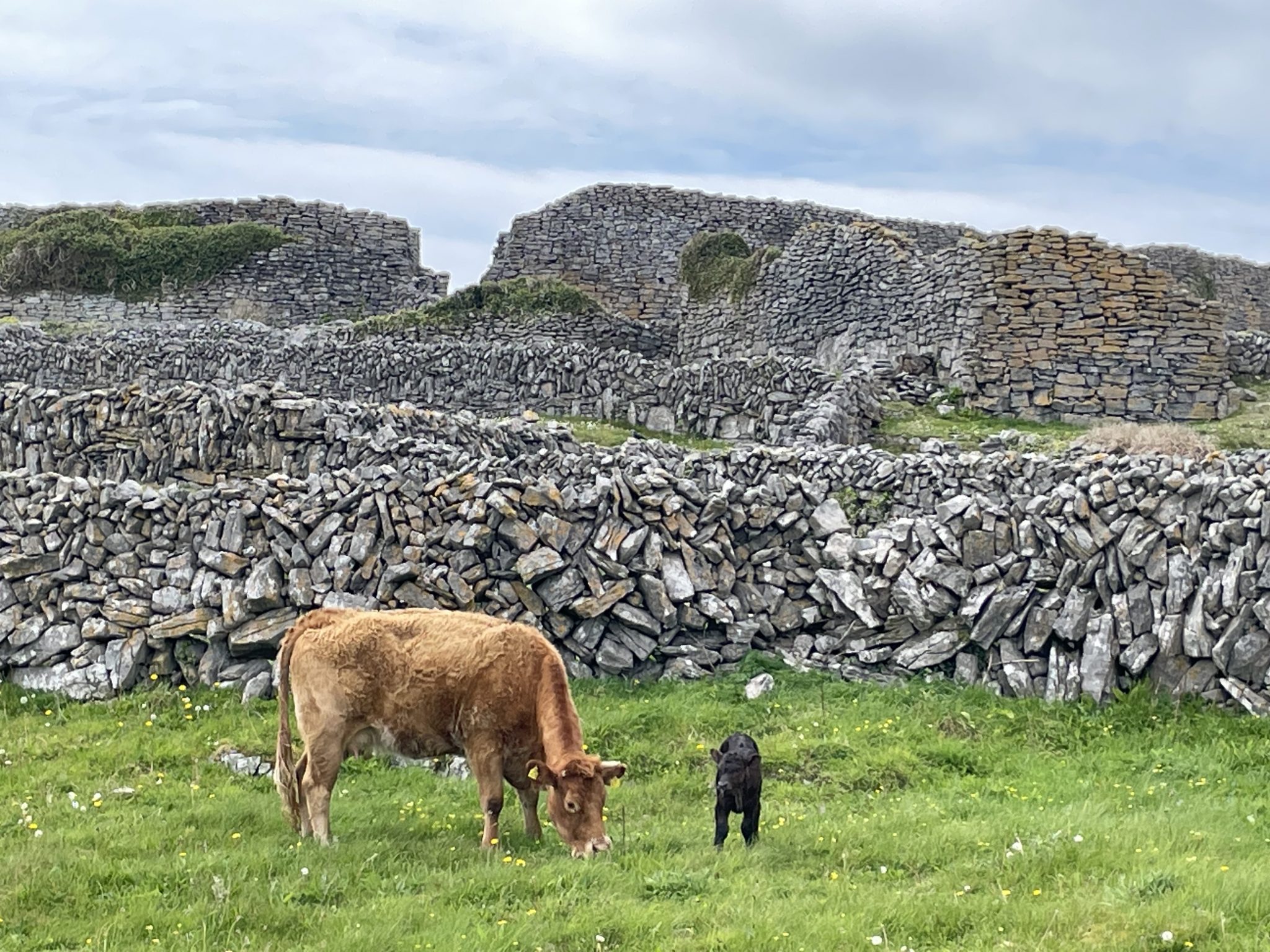 Farm - Inis Meáin Island Stays